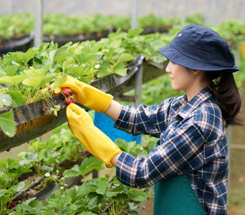 Agriculture Farming – Nava food